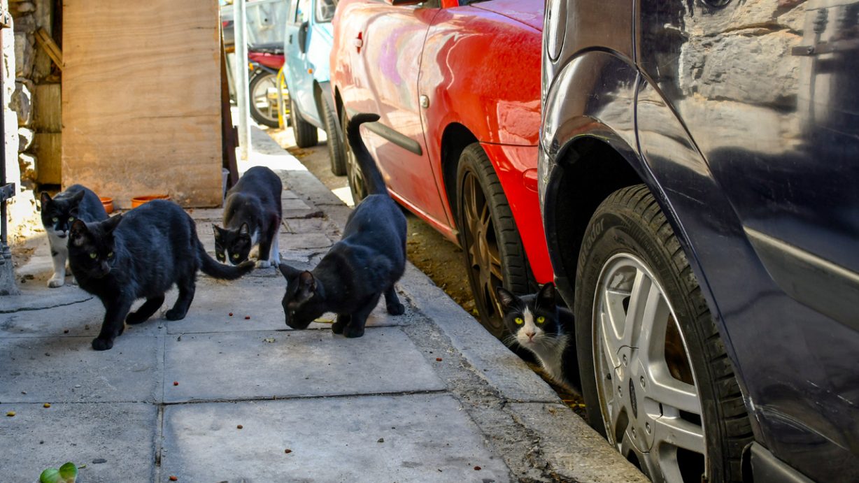 The Plaka District Cats | Cat Photo Safari