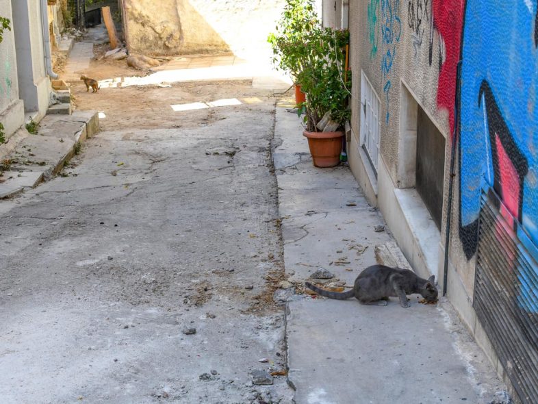 The Plaka District Cats | Cat Photo Safari