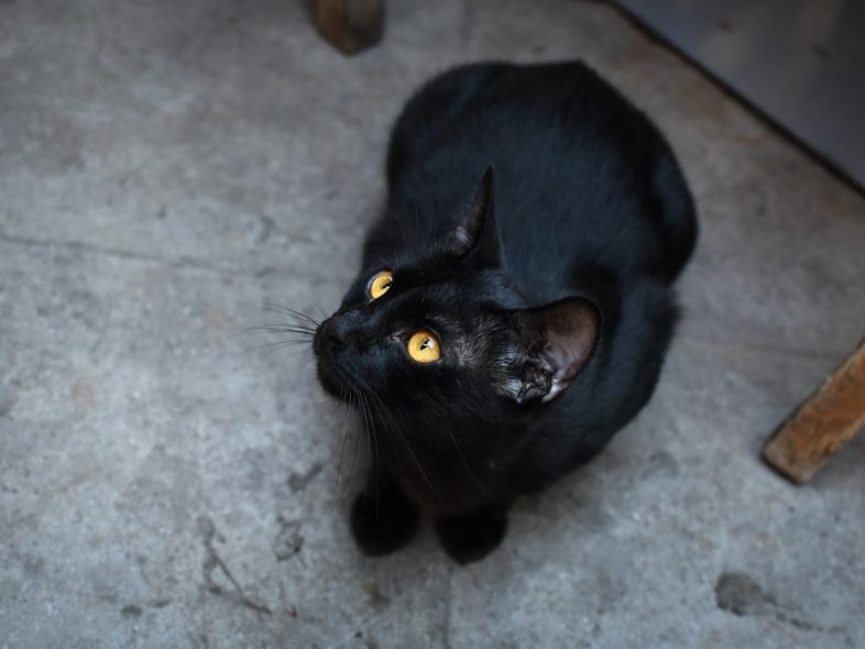 The Plaka District Cats | Cat Photo Safari