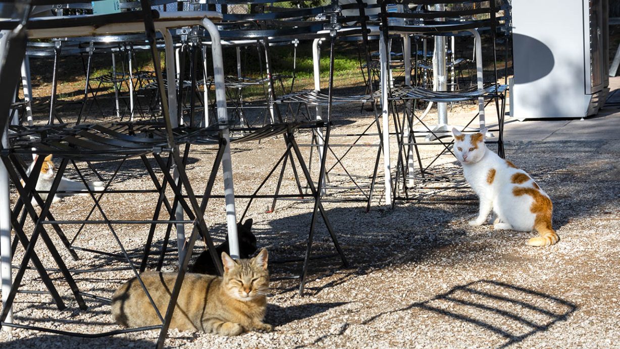Cats of Delphi, Mycenae, Epidaurus, Greece | Cat Photo Safari